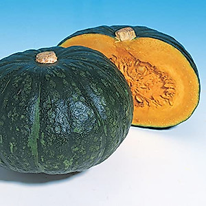 Squash Seeds - Japanese, Winter - Hokkori 133 - Hybrid - 1 g Packet ~5 Seeds - Non-GMO, F1 Hybrid - Asian Garden Vegetable