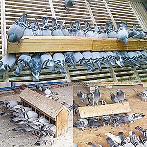 Wooden Pigeon Feeder Bird Feeder Food Dispenser Tool for Pigeon Chicken Duck Bird Poultry Wooden House Design