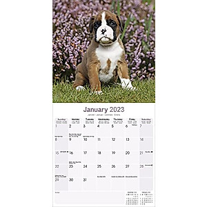 Boxer Dog Calendar - Dog Breed Calendars - 2022 - 2023 wall calendars - 16 Month by Avonside