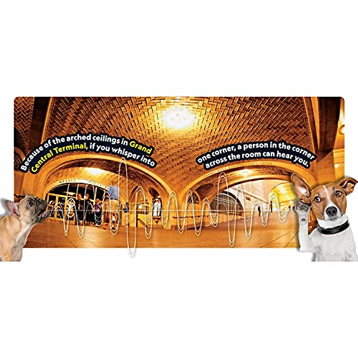 Weird But True! New York City