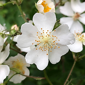 Rosa Multiflora Seeds Multiflora Rose, Baby Rose Fragrant Edible Fruit Culinary Uses Garden Borders Outdoor 20Pcs Flower Seeds by YEGAOL Garden