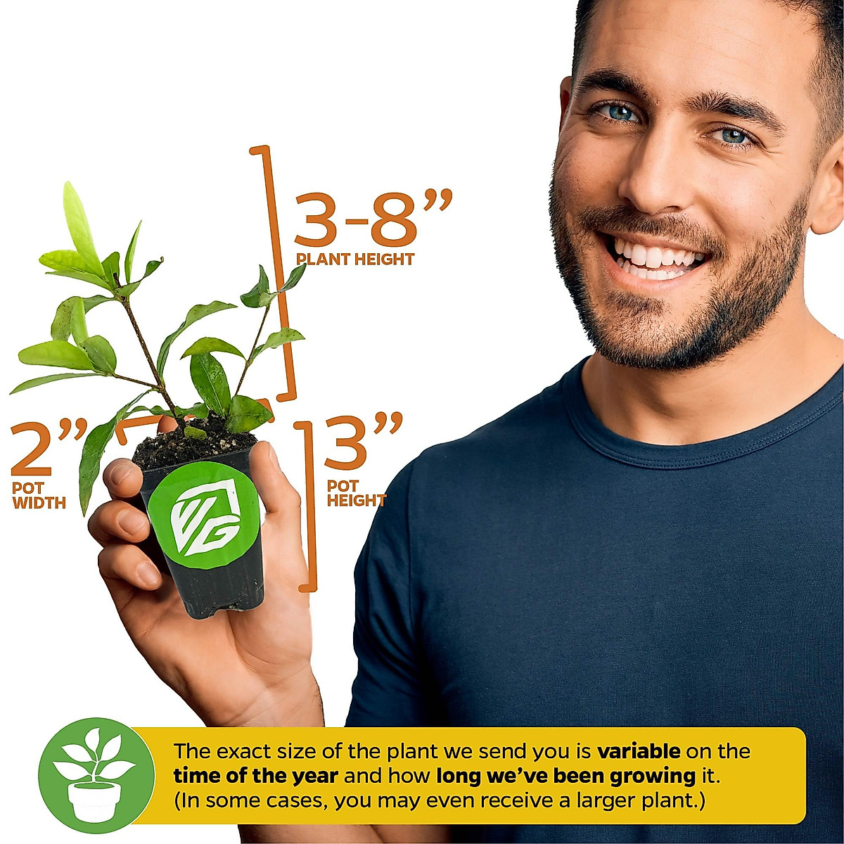 Barbados Cherry Live Plant (Acerola/Wild Crapemyrtle) - Malpighia emarginata - Wellspring Gardens Starter Plant - Healthy Live Plant - Compact Size Fresh Fruit, Ideal for Gardens & Containers