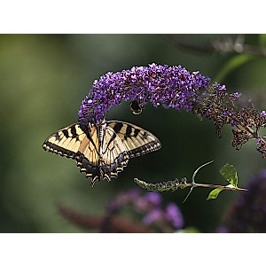 Buddleia Nanho Blue - 3 Live Plants - Blooming Butterfly Bush