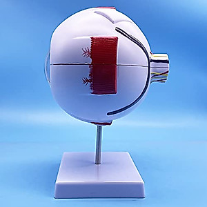 QSMYS Human Eye Eyeball Anatomical Model,Anatomically Accurate Human Eye 6X Enlarged Anatomy Model for Science Classroom Study Display Teaching Model