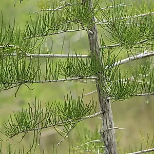 Pond Cypress | 10 Live Trees | Taxodium Ascendens | Wet Tolerant Fast Growing Shade Tree