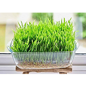 4 Ounce Cat Grass Seeds - Hard Red Wheat- Wheatgrass Non GMO - Country Creek Acres LLC - Grown in The USA