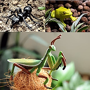 Animal Life Cycle Process Model, Frog, ant, Spider, Mantis Teaching aid Modeling Toys (Second Set of Packages (17 Pieces)