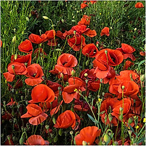 Seed Needs, 100,000+ Red Poppy Corn Poppy Seeds for Planting (Papaver rhoeas) Attracts Pollinators, Red Blooms Bulk