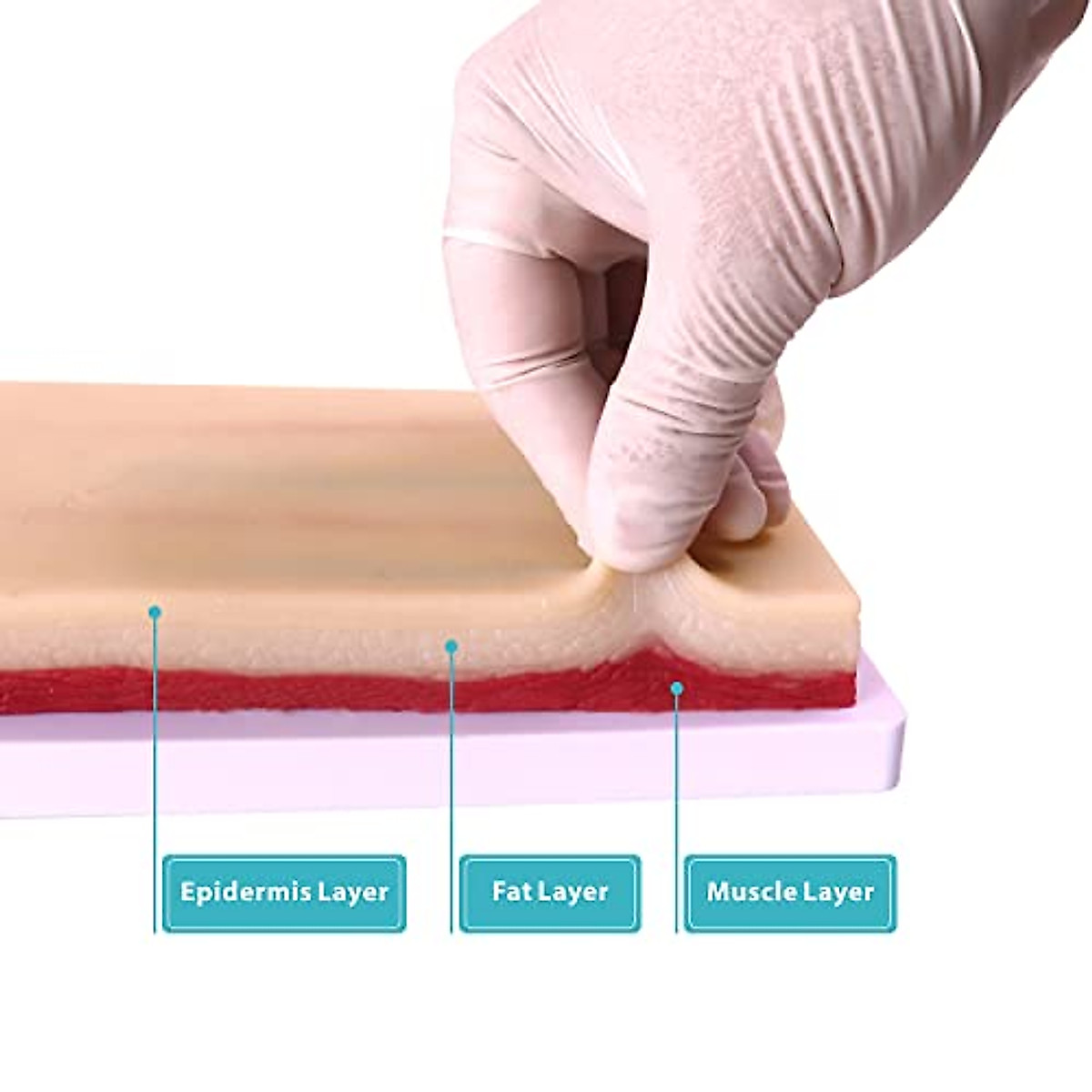 Venipuncture Practice kit Phlebotomy IV Insertion, Blood Draw, Injection, Venipuncture Techniques for Students to Practice Perfect IV，Medical Educational Teaching Model Not Included Practice Needles