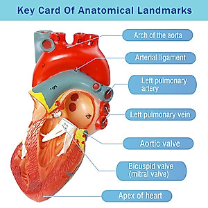 EVOTECH SCIENTIFIC Human Heart Model For Anatomy, 2 - Part Heart Models Anatomy Life Size Medical Heart Model for Classroom and Cardiology Study