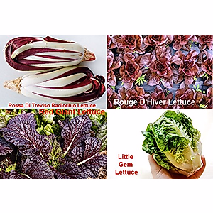 Please Read! This is A Mix!!! 1000+ Lettuce Mix 21 Varieties Seeds Heirloom Non-GMO. Seeds are not Individually Packaged!