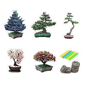 Bonsai Tree Seeds kit 5 Varieties of Non GMO Heirloom Bonsai Starter Kit , Blue Spruce, Black Pine, Sakura Seeds, Redwood Tree, Flame Tree, 5pcs Plant Markers, 5pcs Seeding Soil Block