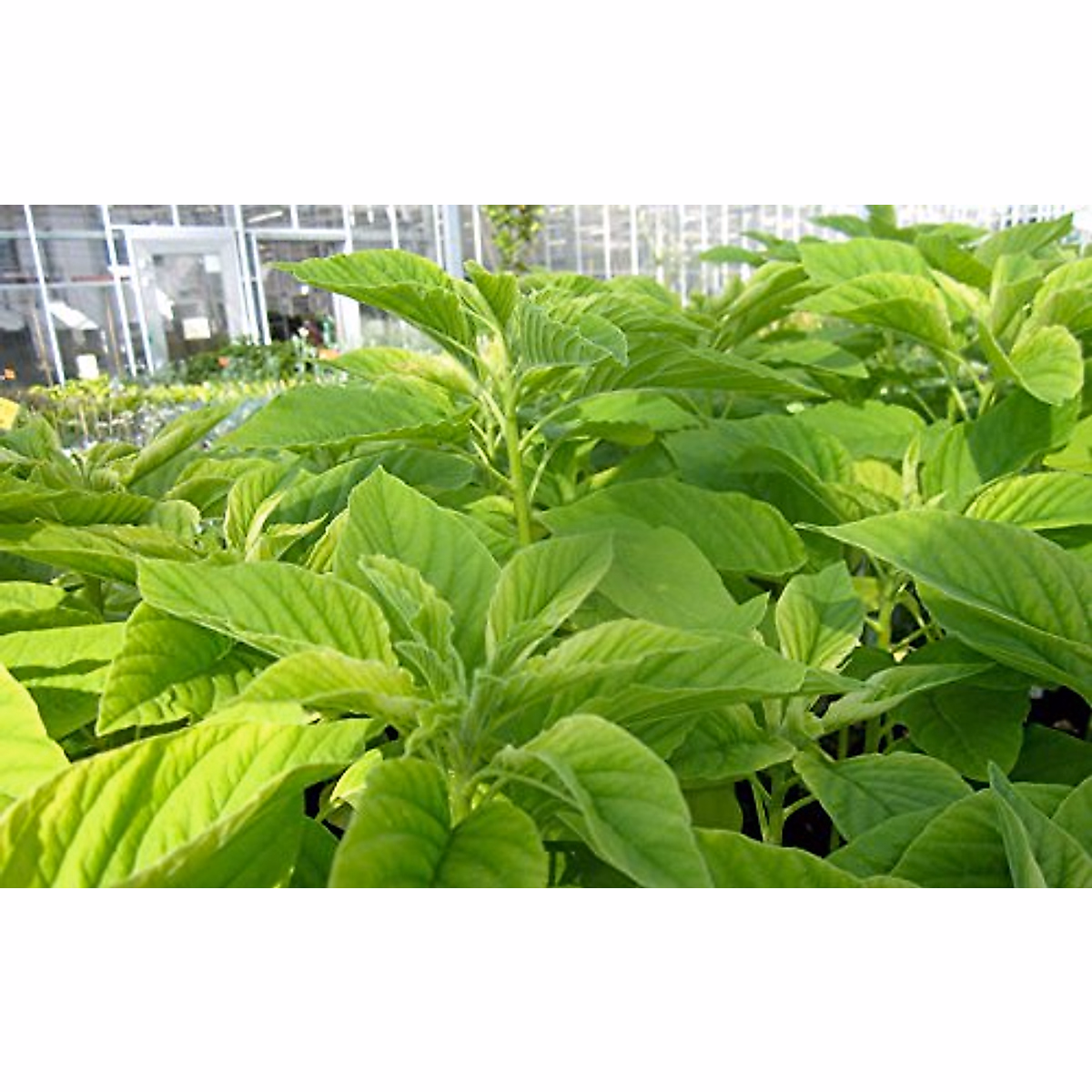 Organic Seeds Amaranth Chinese Spinach Green Edible Vegetable 400+++