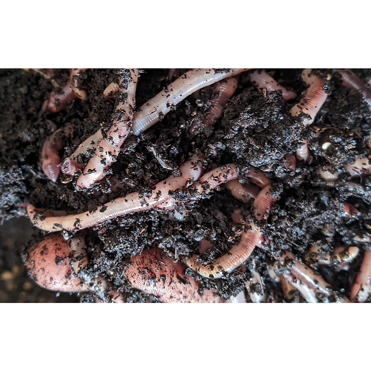 Brothers Worm Farm 1/2 Lb European Nightcrawlers Live Worms for Fishing & Composting (~150 Count). Larger Than Red Wigglers and Great Worms for Fishing, Composting, & Gardens