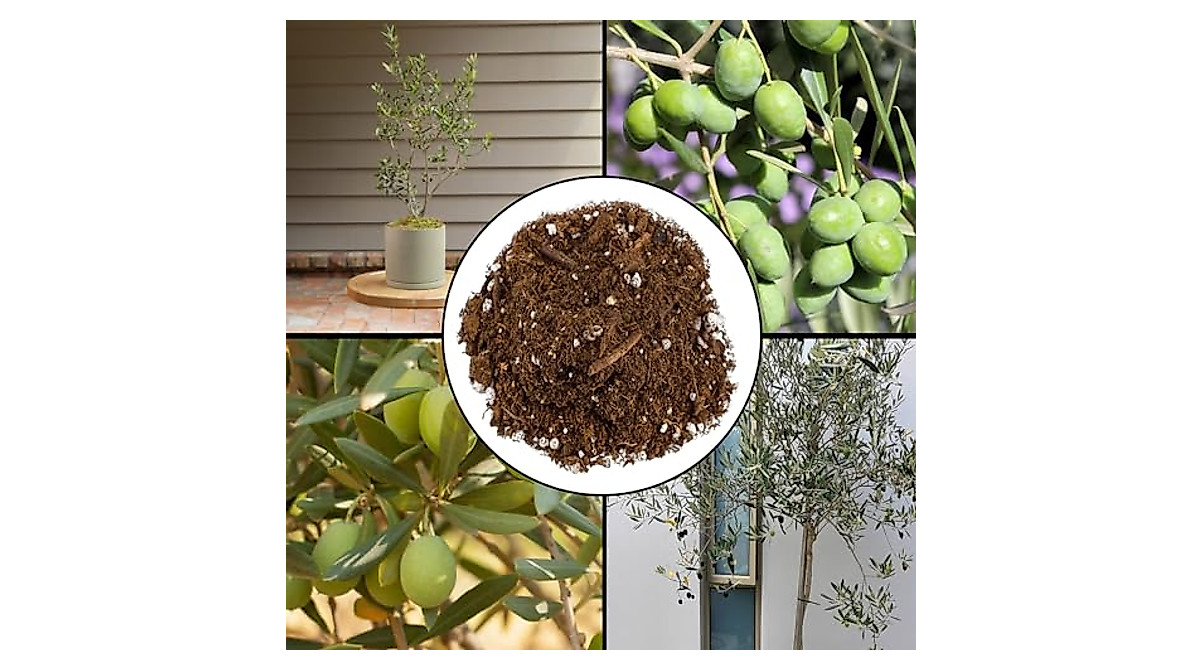 Olive Tree Potting Soil Mix - Perfect for Container Gardening
