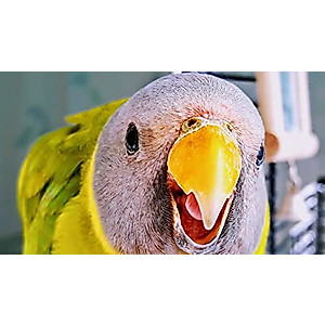 JW Pet Activitoys Double Axis Bird Toy [Set of 3]3