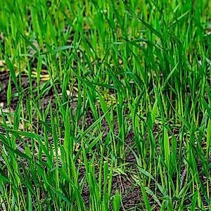 Rye Grass Seed - Fast Growing and Hardy Grass, Cover Crop, Food Plot. Grazing Pasture Seeds (5 Pounds)