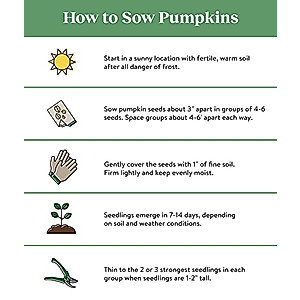 Burpee Connecticut Pumpkin Seeds 50 seeds