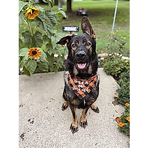 Halloween Dog Bandana -Orange Plaid Pet Scarf