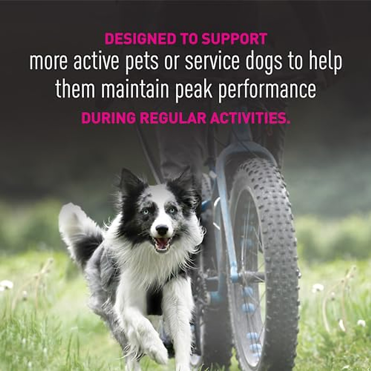 EUKANUBA Premium Performance 26/16 Exercise Small Bites Dry Dog Food 28 lb Bag