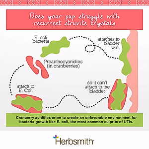 Herbsmith, Bladder Care for Cats and Dogs – Maintains Urinary Health for Dogs and Cats – Dog and Cat Kidney Support – 75g Powder