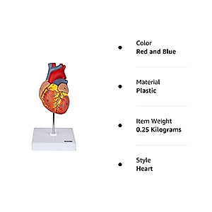 Axis Scientific Heart Model, 2-Part Deluxe Life Size Human Heart Anatomical Replica, 34 Anatomical Structures, 3D Heart Model Anatomy, Magnetic Design, Mounted Display Base, Detailed Product Manual
