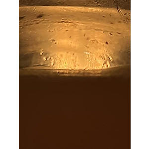 Generic Vinegar EEL Starter Culture Live Food for Newborn bettas, Rams, Killfish