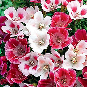 Seeds Satin Flower (Godetia) Mix Large Flower Indoor Garden Beautiful Flowers Annual for Planting Non GMO