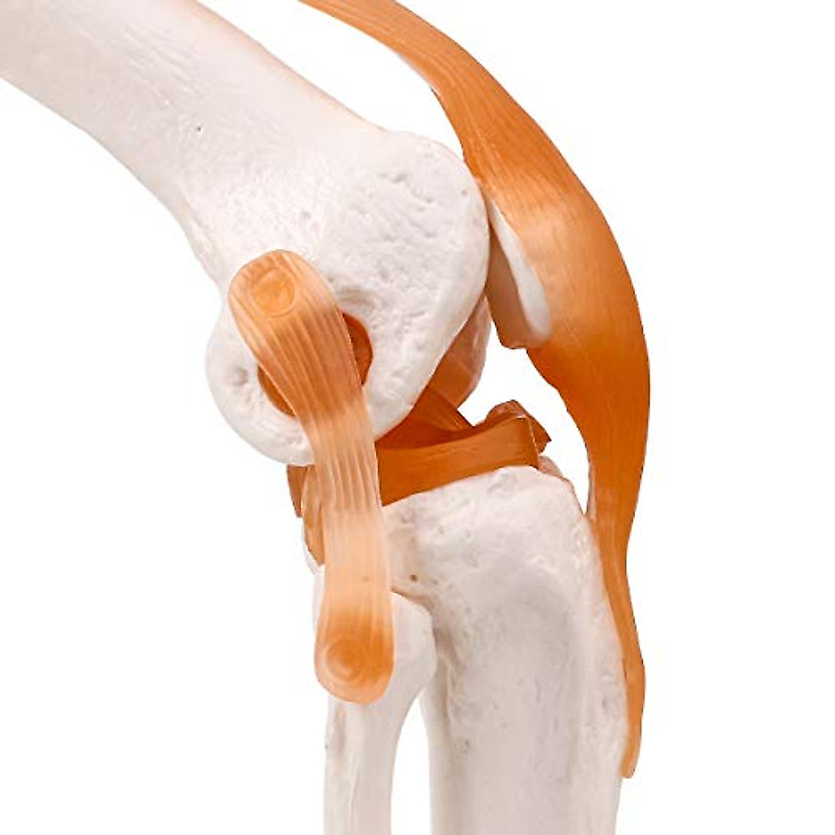 LYOU Human Knee Joint Model with Knee Ligament, Life Size Anatomical Knee Joint Flexible Skeleton Model, Perfect for Medical Learning and Teaching