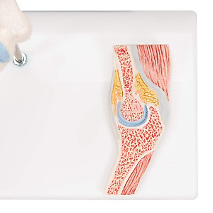 3B Scientific A87/1 Mini Elbow Joint w/cross sec of bone on base - 3B Smart Anatomy