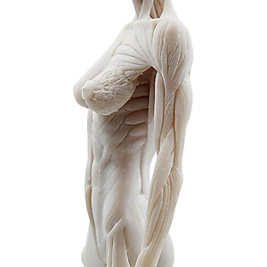 Alkita Female Resin Human Body Musculoskeletal Anatomical Model 11 inch