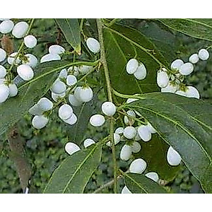 Ohio Grown Night Blooming Jasmine Plant - Cestrum nocturnum - 4" Pot