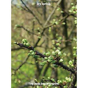 My Friend, the Apple Tree