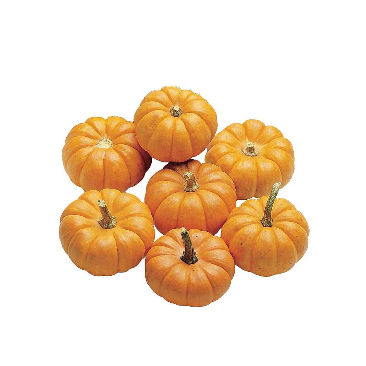 Burpee Jack Be Little Pumpkin Seeds 50 seeds