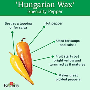 Burpee Hungarian Wax Hot Pepper Seeds 100 seeds