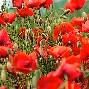 The Old Farmer's Almanac Poppy Seeds (American Legion) - Approx 5000 Flower Seeds - Premium Non-GMO, Open Pollinated, USA Origin
