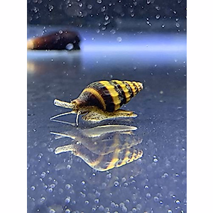 Assassin Snails x3 (Clea Helena) 1/2" to 3/4" Live Freshwater Snail Plants