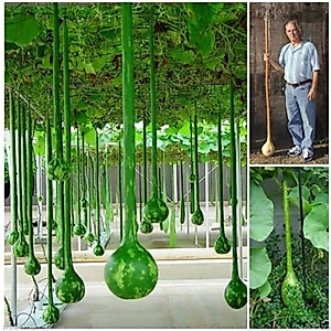 Dipper Gourd Seeds,12" long necks and bulbs with a diameter of 5-7"