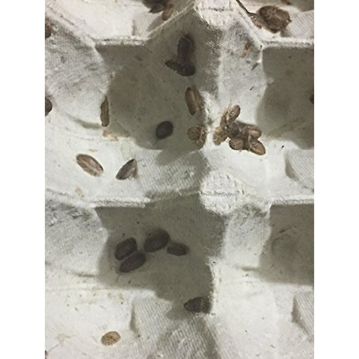 Bad Ass Bugs 250 Small Dubia Roaches