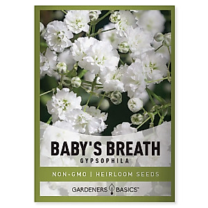 Baby's Breath Seeds for Planting Gpsophila - Beautiful Annual Cut Flower for Flower Arrangements and Beautiful in Flower Beds in Summer Gardens Too by Gardeners Basics