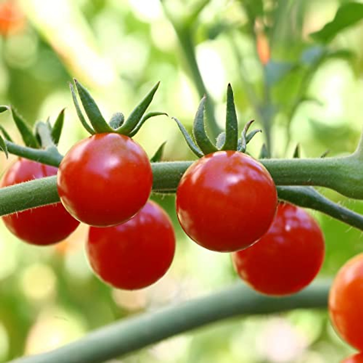 50 Campari Tomato Seeds ,Sweet Juicy, High Sugar Level, Low Acidity!