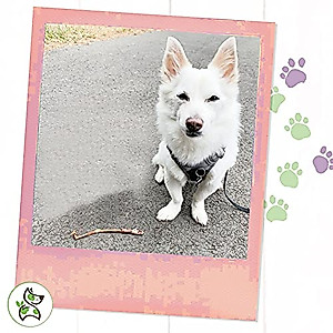 Nature Gnaws Pork Bully Sticks for Dogs - Premium Natural Dental Bones - Long Lasting Dog Chew Treats for Small Dogs & Puppies - Rawhide Free 15 Count (Pack of 1)