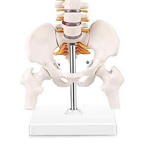 LYOU Miniature Spine Anatomy Model, 15.5" Mini Vertebral Column Model with Spinal Nerves, Pelvis, Femur, Mounted On a Base