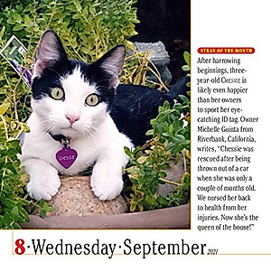 365 Cats Page-A-Day Calendar 2021