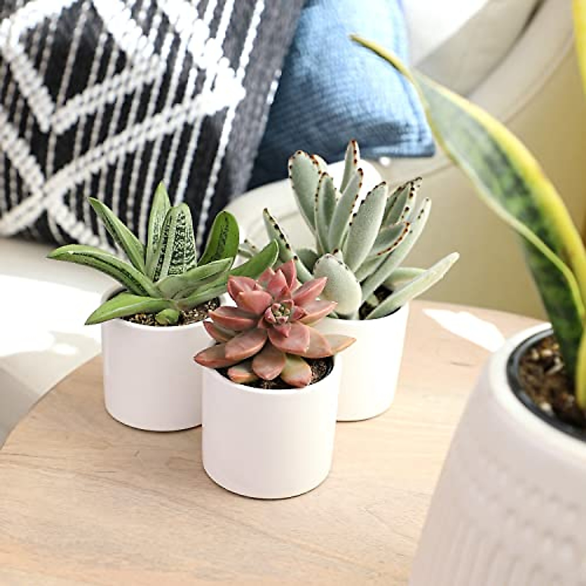 Live Succulents in White Planter Pots (3 PK), Live Succulent Plants Live Plants in Succulent Pots, Mini Succulents Plants Live Unique Gardening Gifts for Plant Lovers, Plant Gifts by Plants for Pets