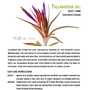 Small Air Plants - 1 Streptophylla Hybrid - 2 to 4 Inch Air Plant - Color & Form Varies by Season - 30 Day Guarantee on Tillandsia from The Drunken Gnome (1, Small 2-4")