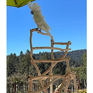 ExoticDad XS Parrot Stand - Customize Your Perch Designed Natural Dragonwood Bird Perch on Wheels Stand for Parrot, Cockatoo, Macaw, Conure, Birds, Cockatiel, African Grey - (24×36 Ft - B - 4 Ft H)