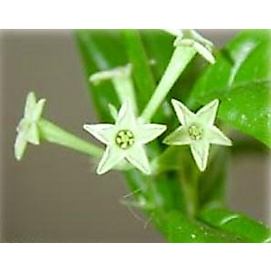 Ohio Grown Night Blooming Jasmine Plant - Cestrum nocturnum - 4" Pot
