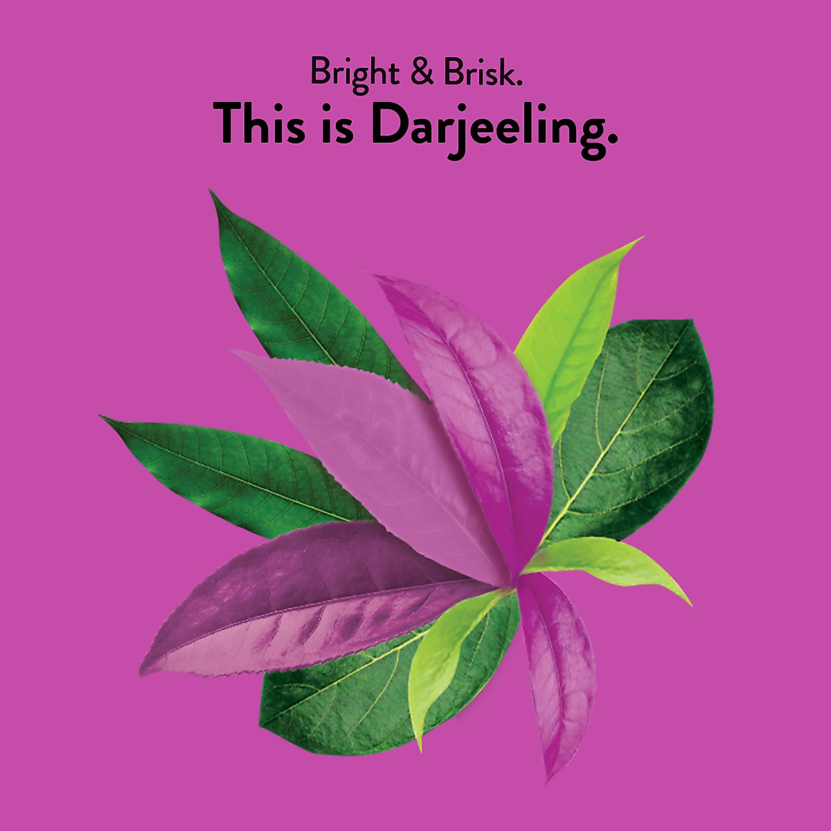 Choice Organics - Organic Darjeeling Tea (6 Pack) - Fair Trade - Compostable - Contains Caffeine - 96 Organic Black Tea Bags