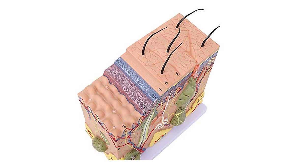 50X Skin Model for Biology Education & Lab Use